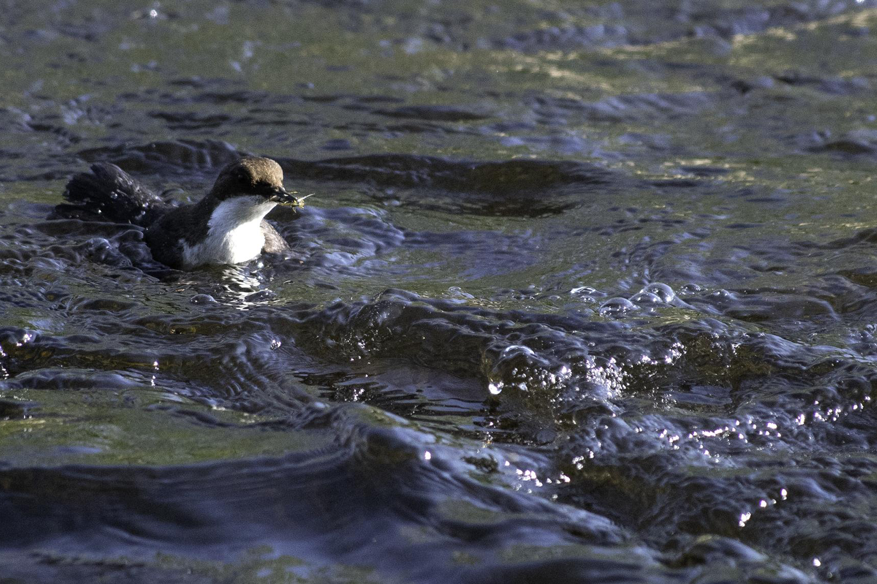 How to see a dipper – Emma Pocklington